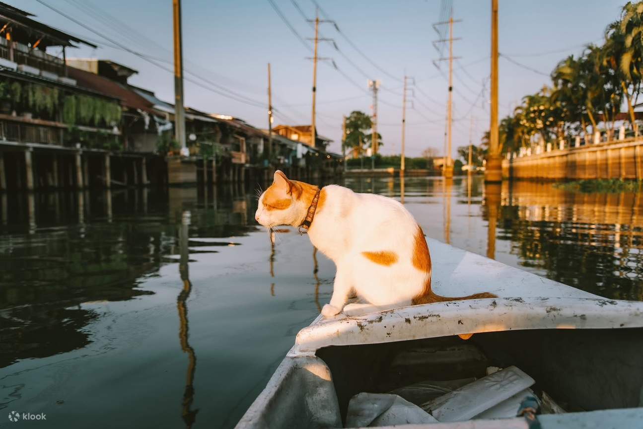 Cat boat & sunset in Bangkok - Klook